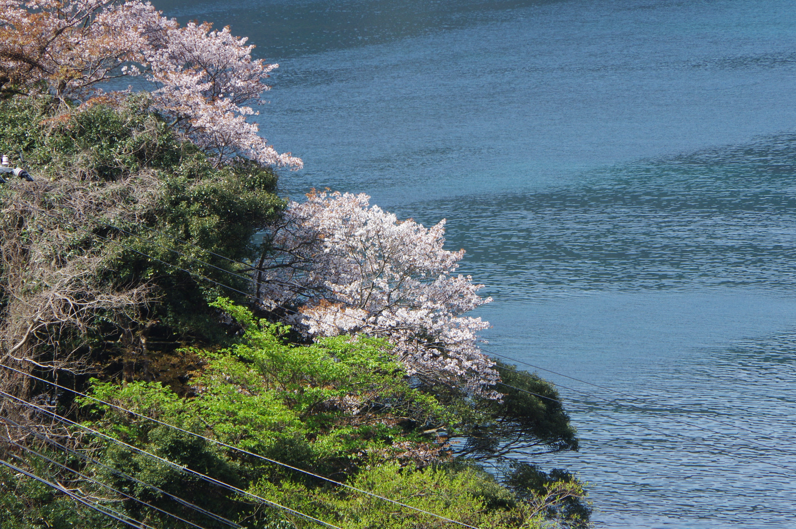 桜便り 小浜市 田烏海岸 – KOTOHA